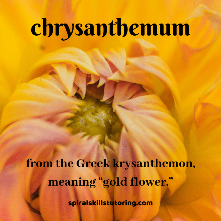 A Rose by any other Name – Spiral Skills Tutoring and Academic Coaching