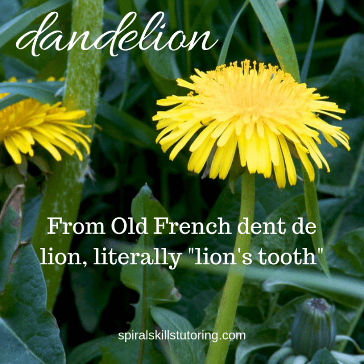 A Rose by any other Name – Spiral Skills Tutoring and Academic Coaching