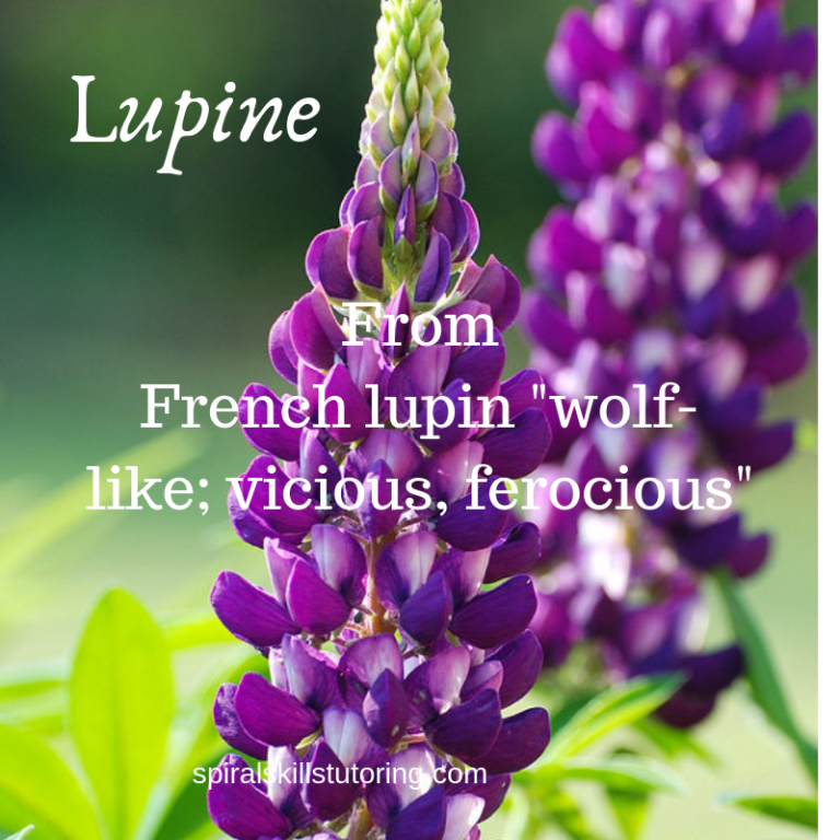 A Rose by any other Name – Spiral Skills Tutoring and Academic Coaching